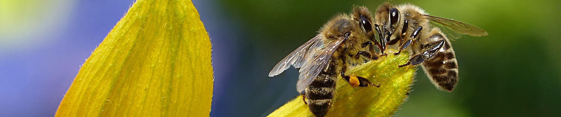 Native Maine Bees: Critical Pollinators for Agriculture - Real Maine