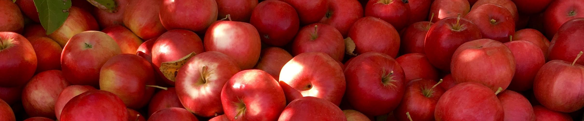 Maine Produce in Season Now - Real Maine