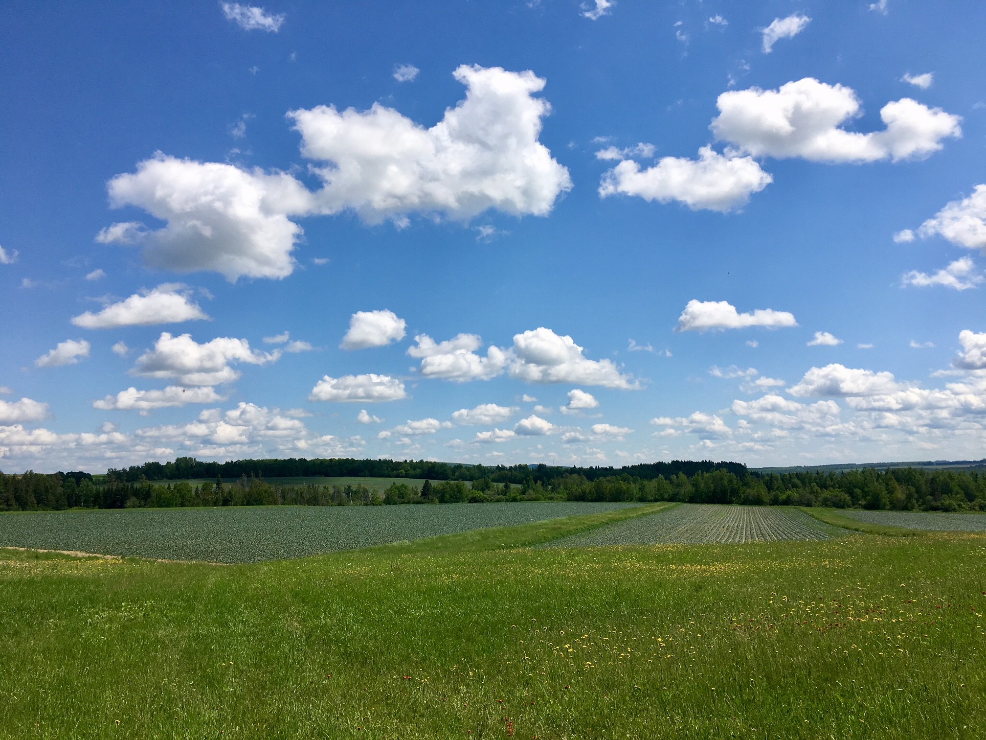 Maine farms powered by solar - Real Maine