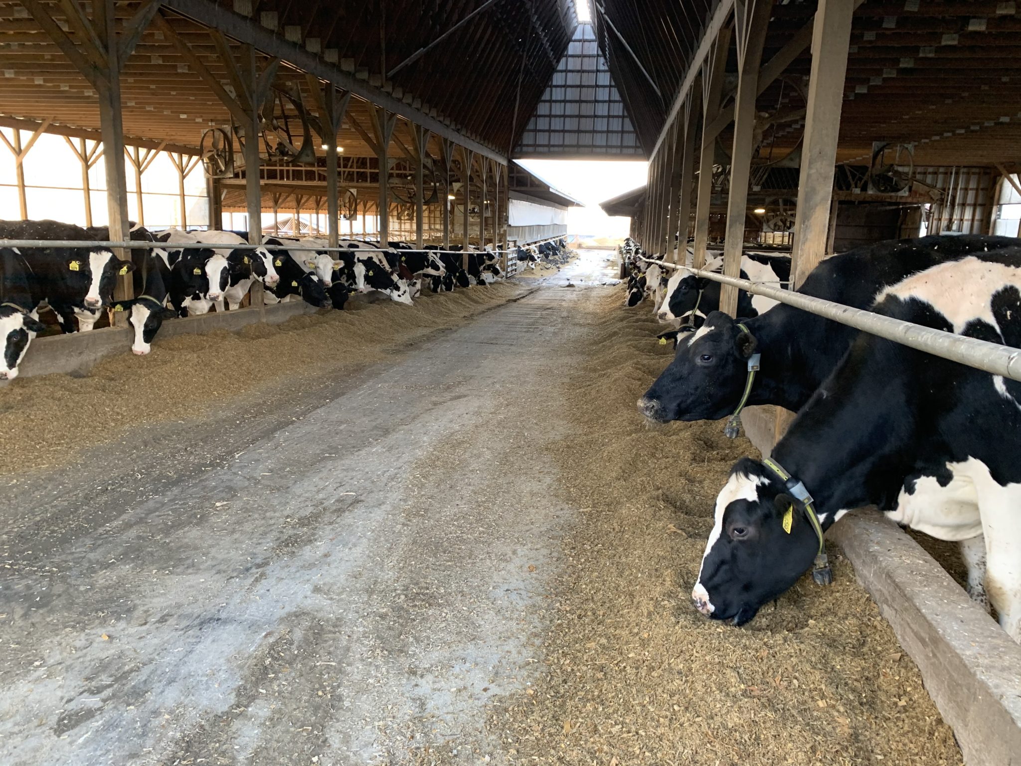 Choose Real Maine Dairy Products - Real Maine